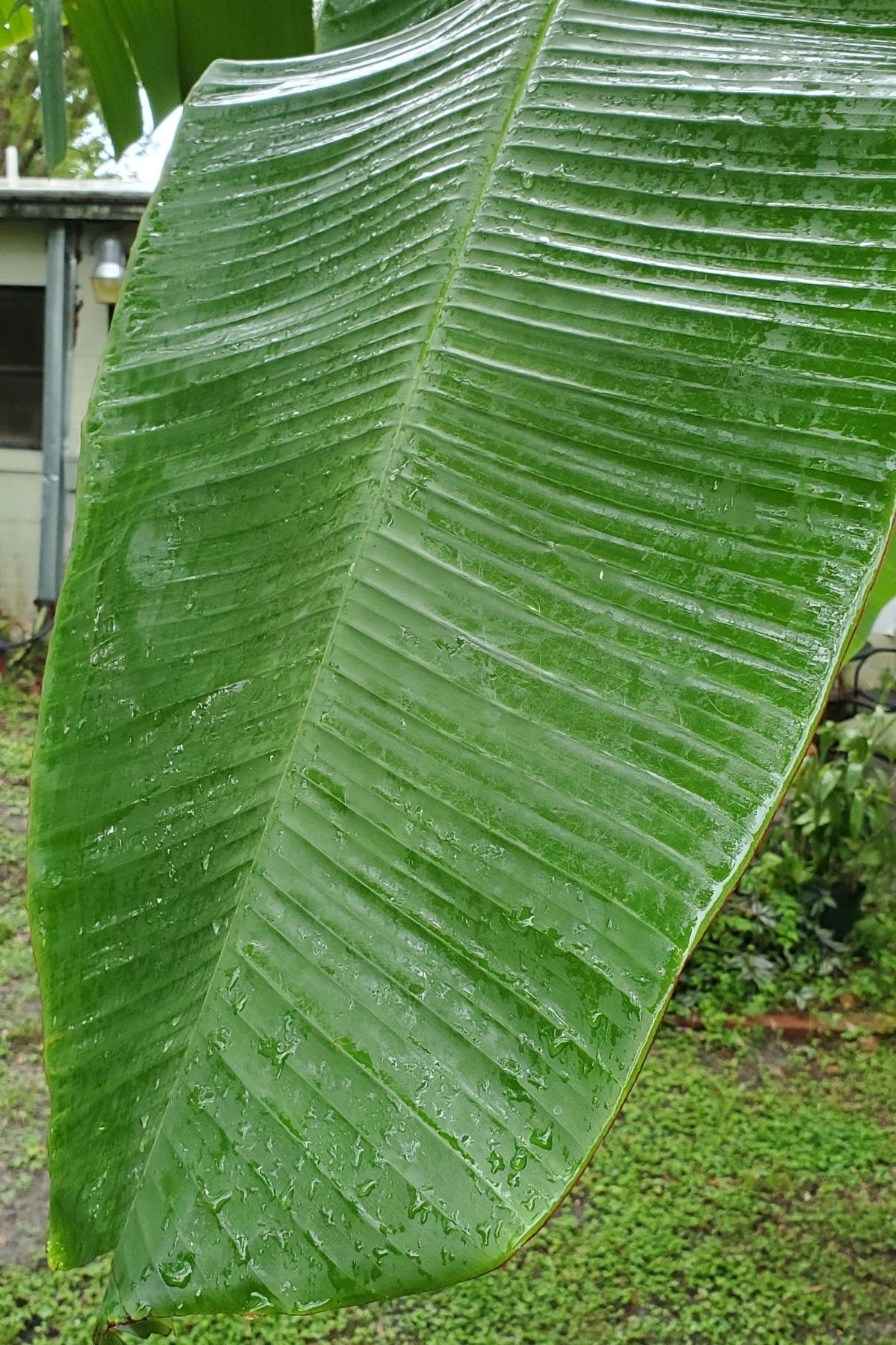 Guineos, Platanos, and Banana Leaves: Puerto Rican Staples | Girl Meets ...